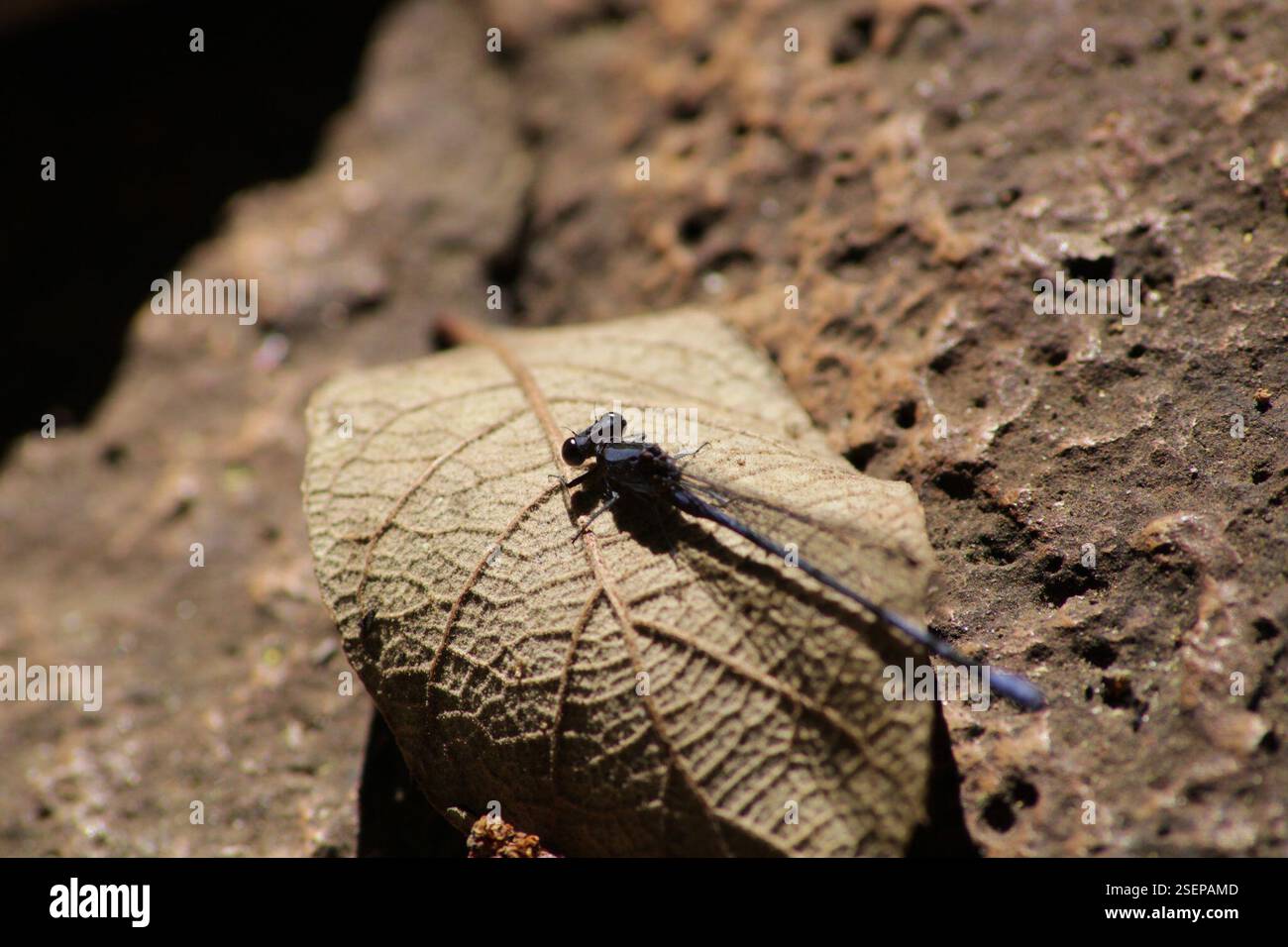 Purple Dancer (Argia pulla), Insecta, Tecolotlán, Jal., México Stock ...