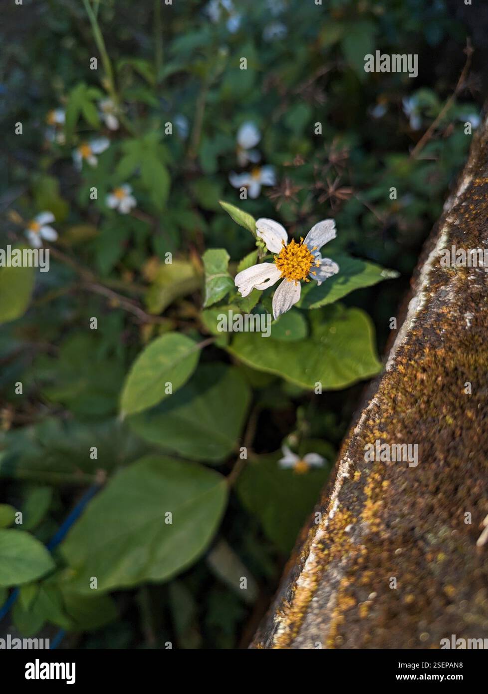 White beggarticks (Bidens alba), Plantae, 424, Taiwan, 台中市和平區中坑里 Stock ...