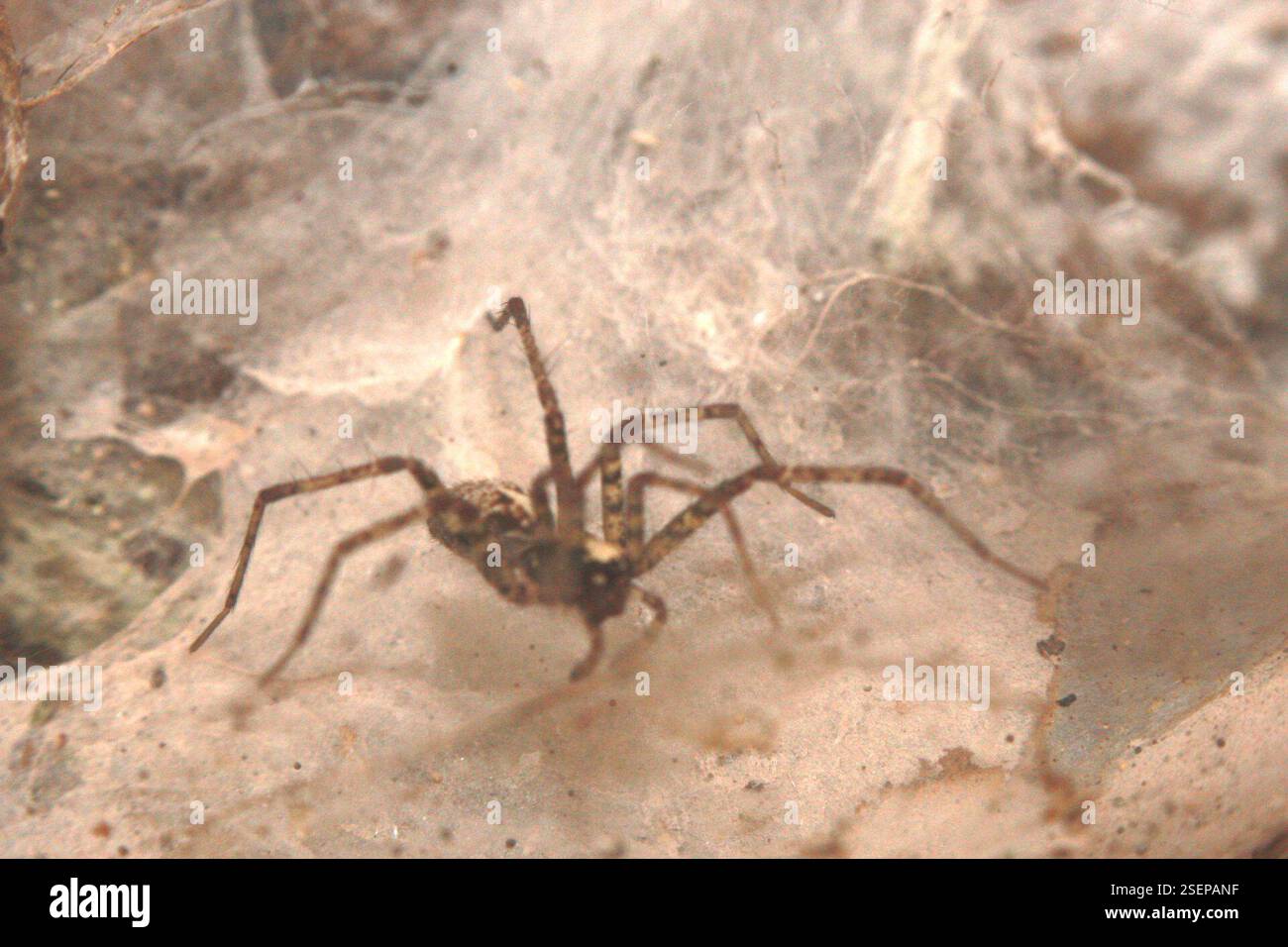Typical Spiders (Araneomorphae), Arachnida, Oxapampa, Peru, In a very ...