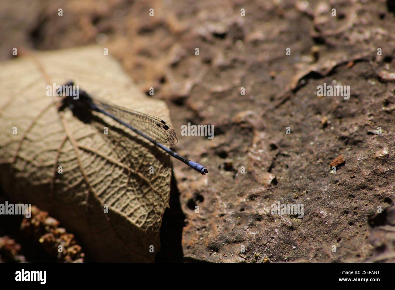 Purple Dancer (Argia pulla), Insecta, Tecolotlán, Jal., México Stock ...