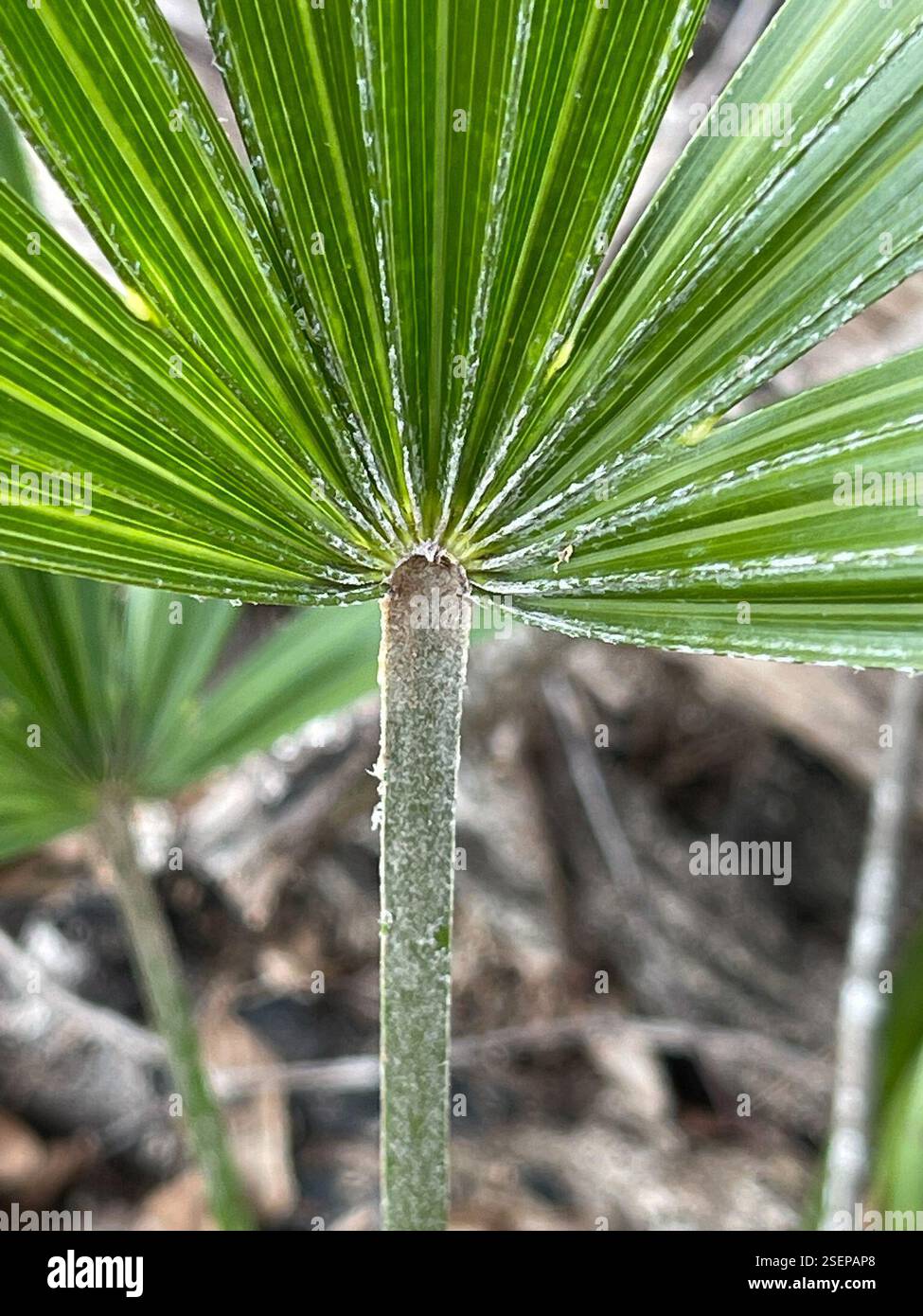 needle palm (Rhapidophyllum hystrix), Plantae, Torreya State Park ...