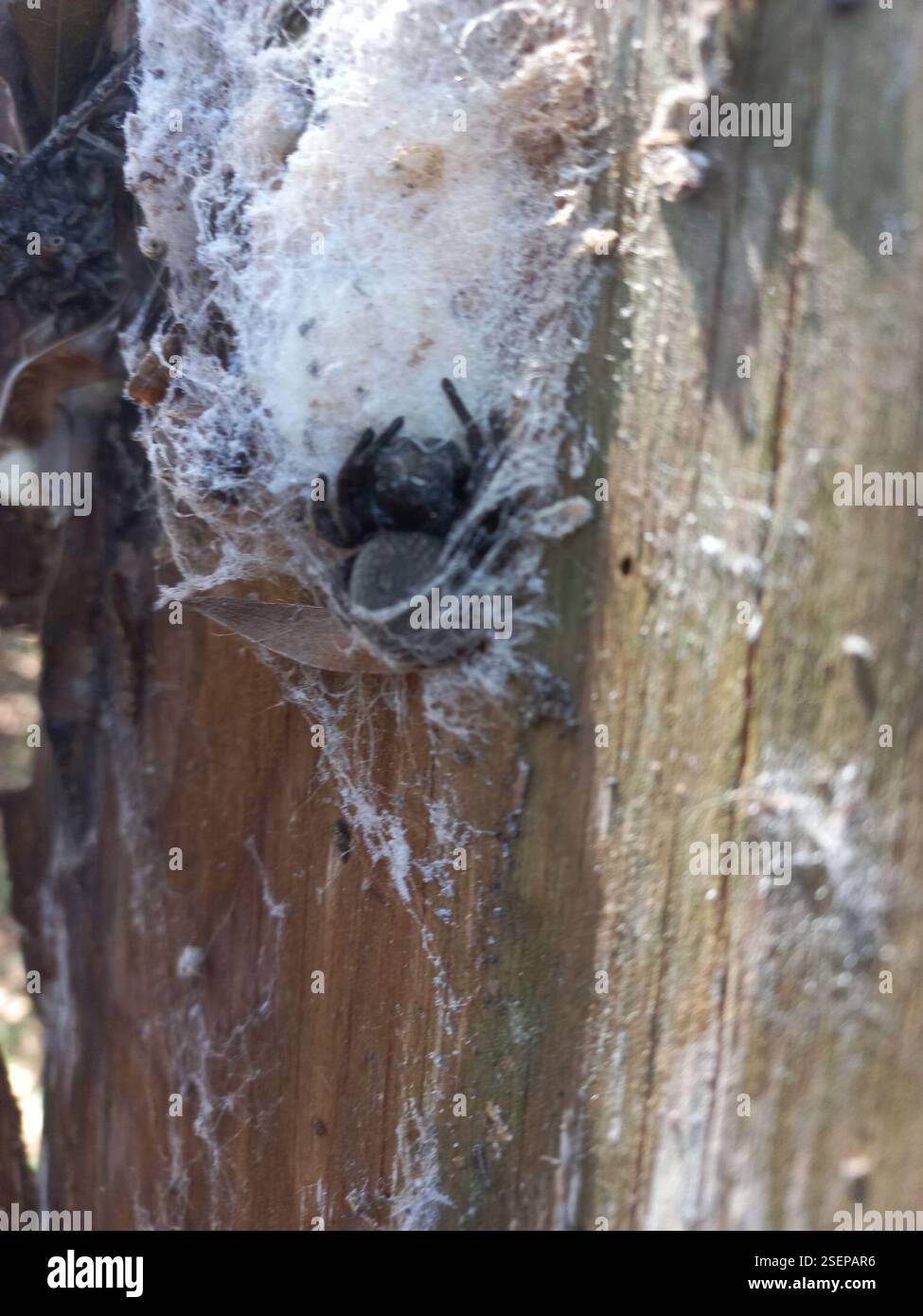 Tree Velvet Spiders (Gandanameno), Arachnida, Betty's Bay, 7141, South ...