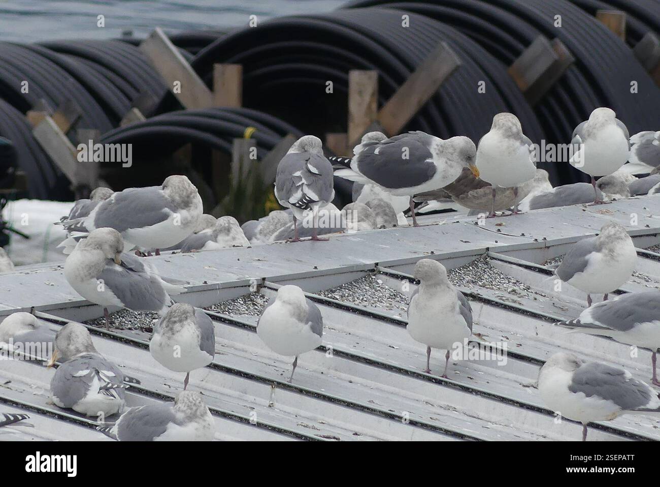 Olympic Gull (Larus glaucescens × occidentalis), Aves, Alberni ...