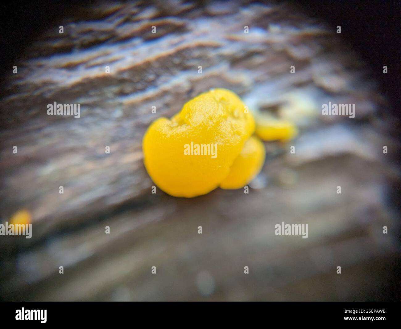 Jelly Spot Fungus (Dacrymyces stillatus), Fungi, West End, Vancouver ...