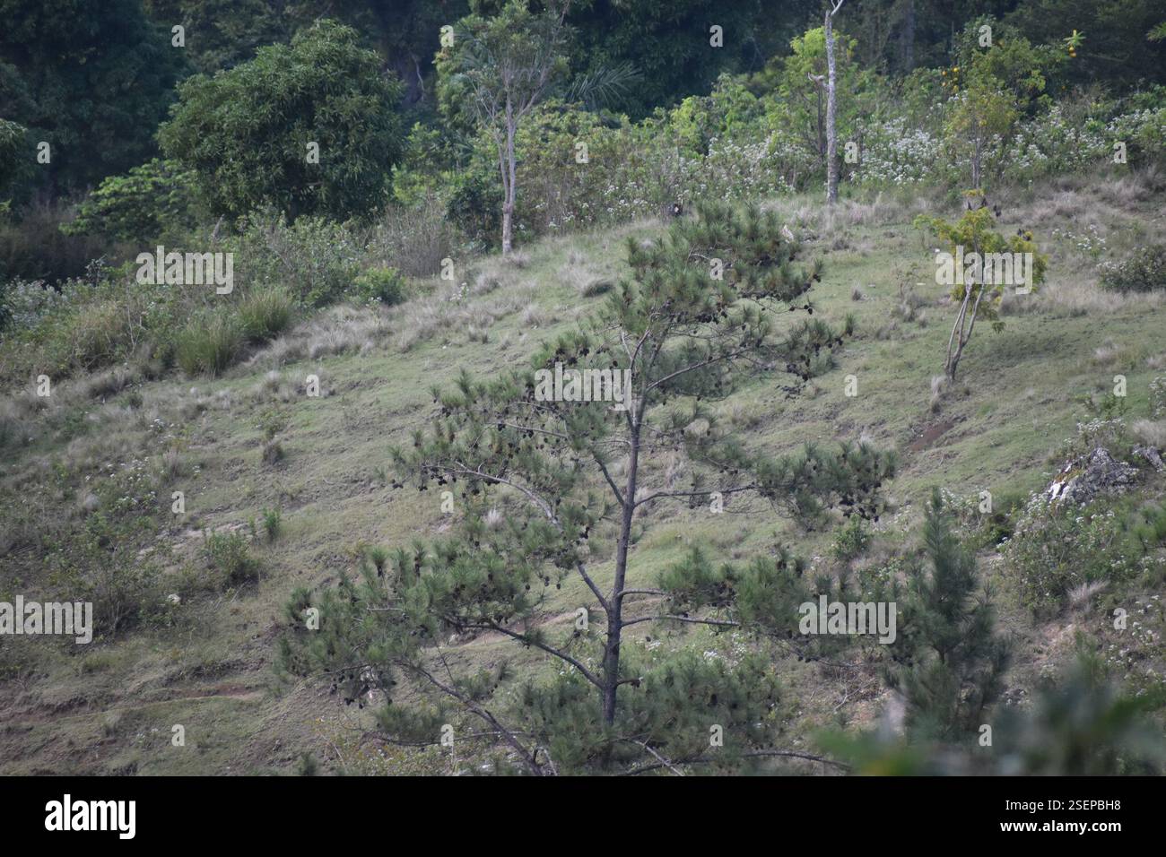 Hispaniolan pine (Pinus occidentalis), Plantae, Haiti Stock Photo - Alamy