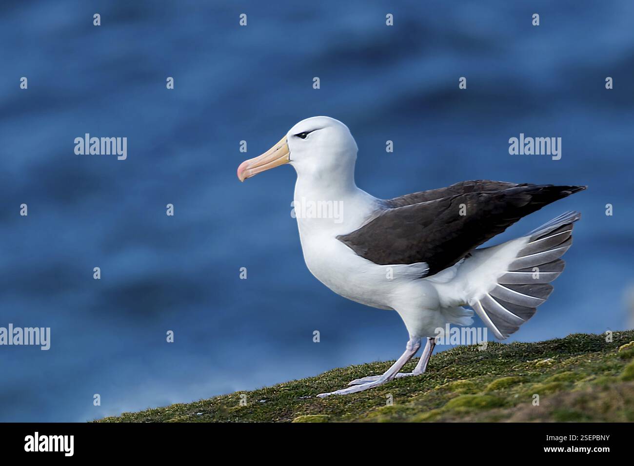 Black-browed albatross, albatross, sideways, (Thalassarche melanophrys ...