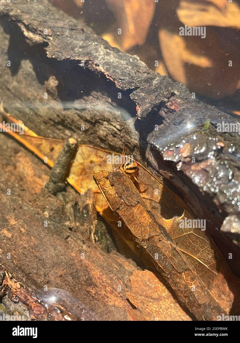 Giant Casemaker Caddisflies (Phryganeidae), Insecta, Adams County, US-MS, US, Rolled leaves for ...