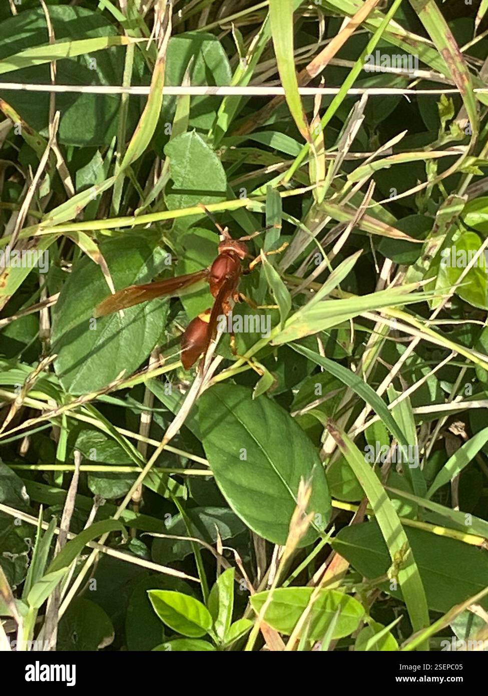 Dominican Paper Wasp (Polistes dominicus), Insecta, Saint Peter, MS ...