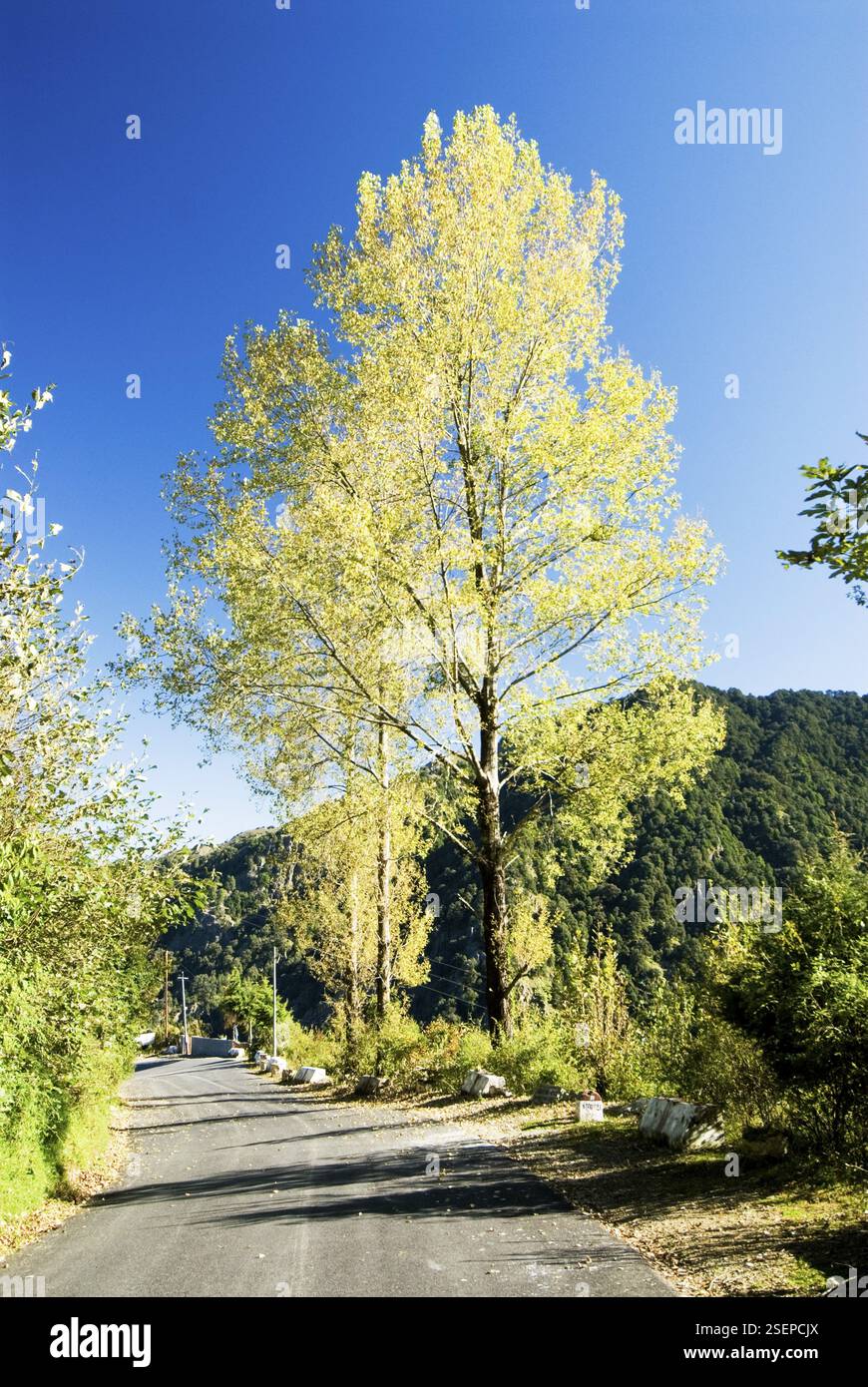 Poplars tree at road side, Kaddukhal, Uttaranchal, India, Asia Stock ...