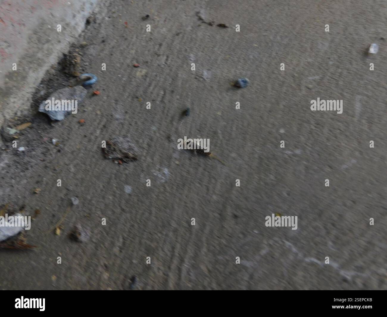 Long-tailed Silverfish (Ctenolepisma longicaudatum), Insecta, New ...