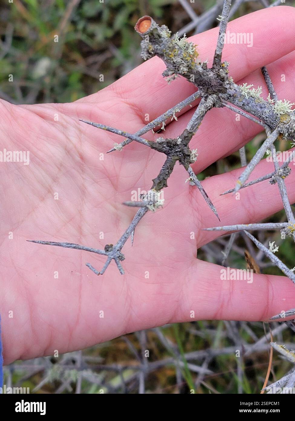 Matagouri (Discaria toumatou), Plantae, Mavora, New Zealand Stock Photo ...