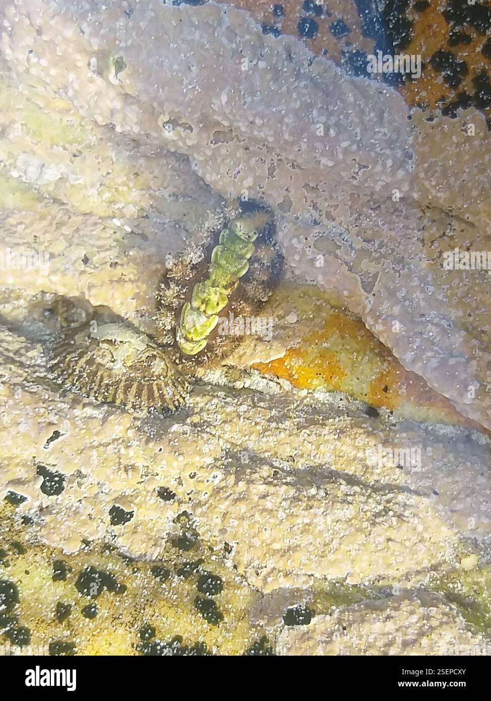 Spiny Chiton (Acanthochitona garnoti), Mollusca, dalebrook rocks Stock Photo - Alamy