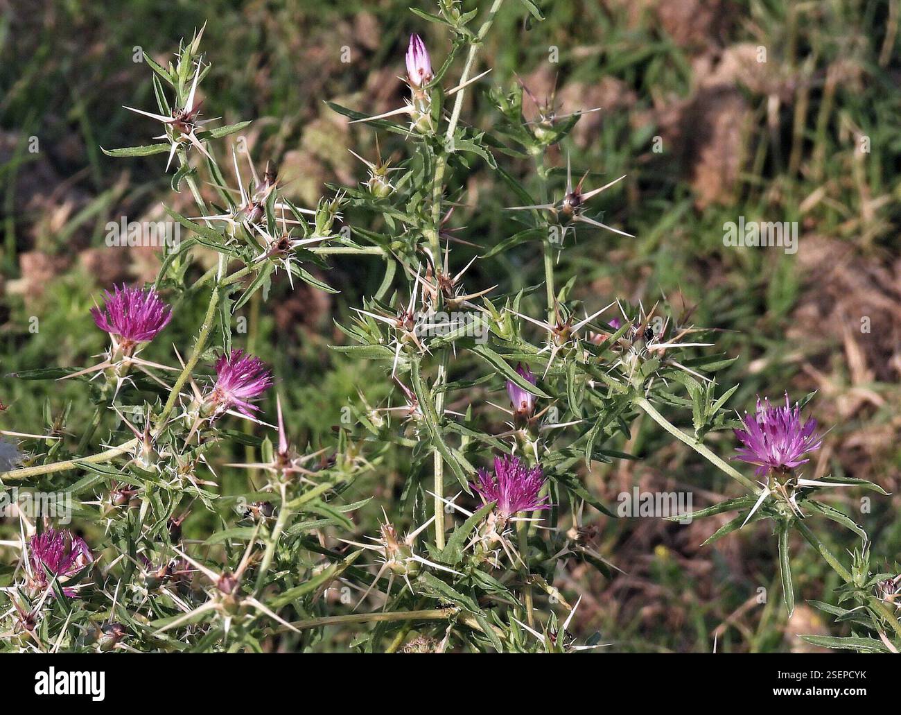 purple star-thistle (Centaurea calcitrapa), Plantae, La Costa ...