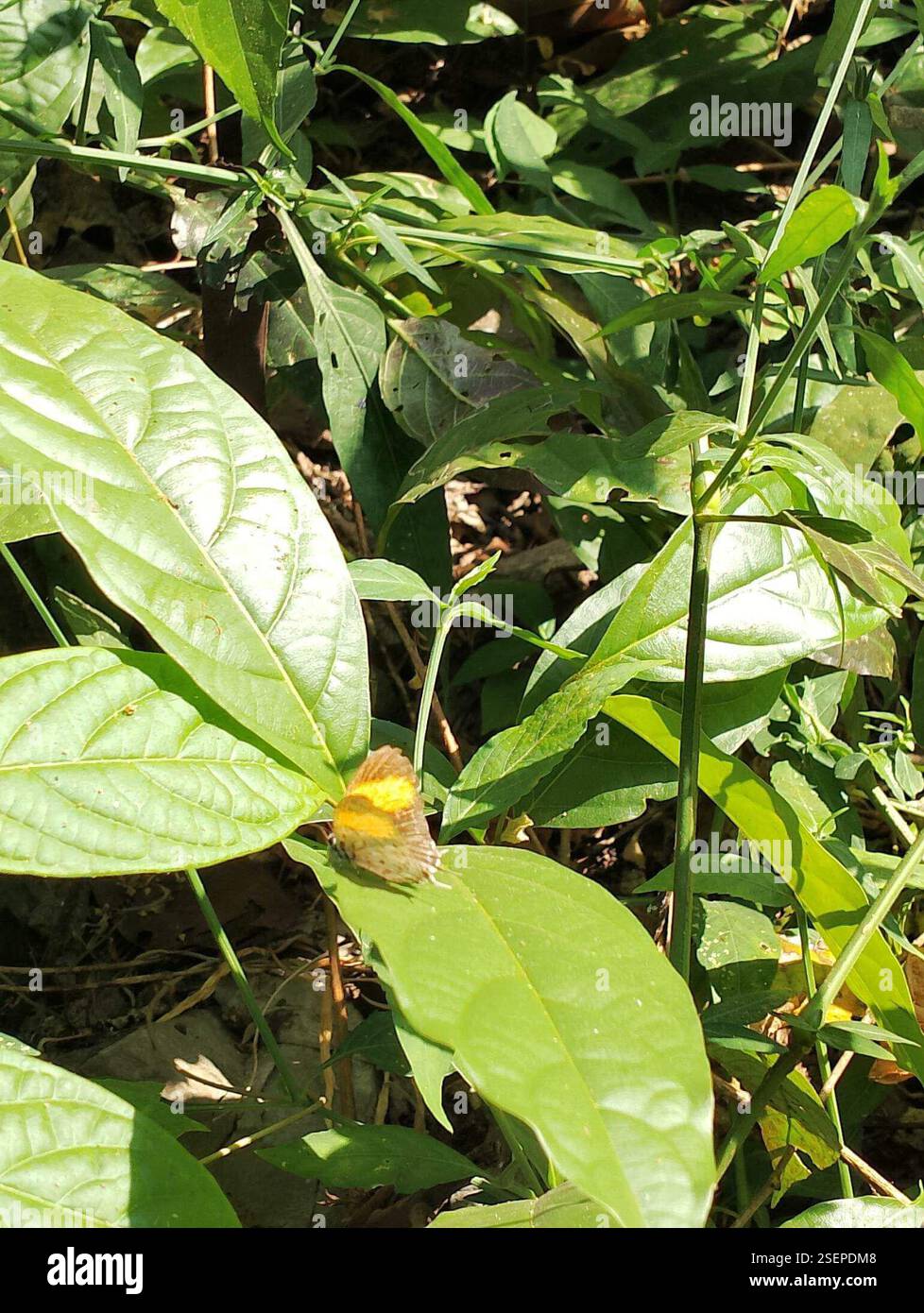 Common Posy (Drupadia ravindra moorei), Insecta, Hpa-An Stock Photo - Alamy