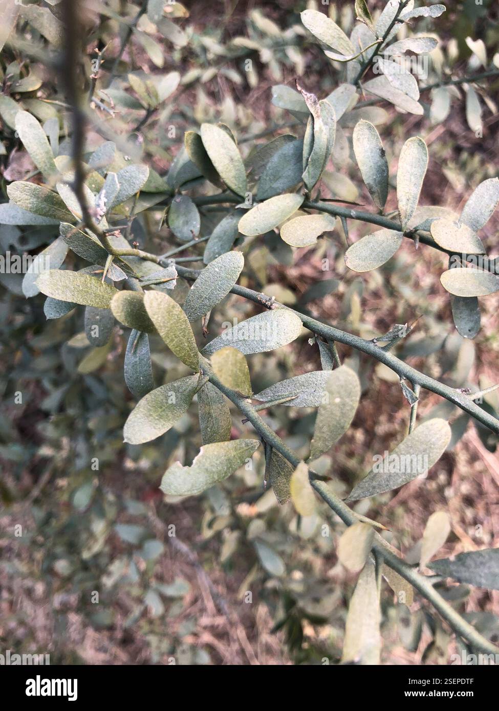 desert date (Balanites roxburghii), Plantae, Central Ridge Forest Area ...