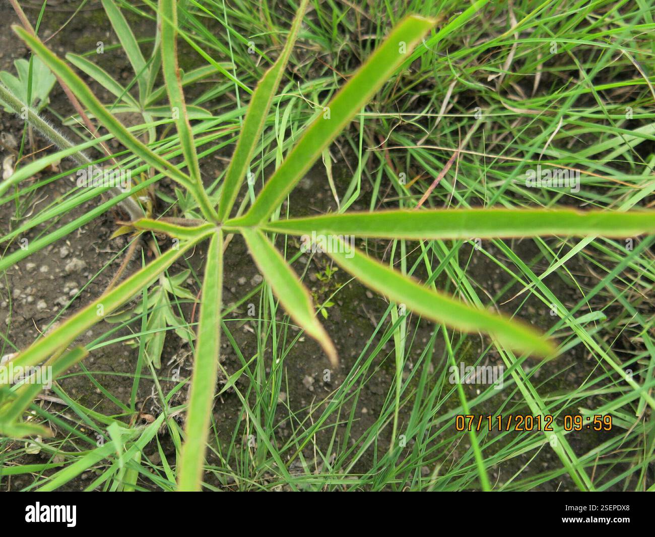 Lurid Storksbill (Pelargonium luridum), Plantae, Howick, 3290, South ...