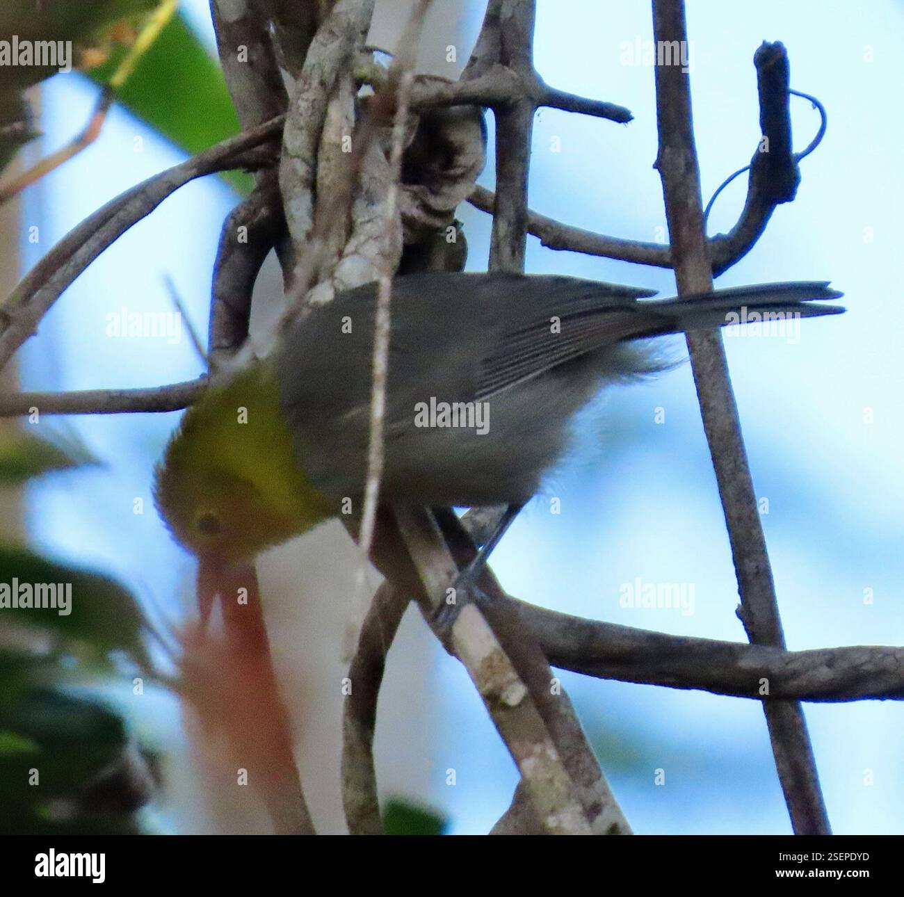 Yellow-headed Warbler (Teretistris fernandinae), Aves, Pinar del Río ...