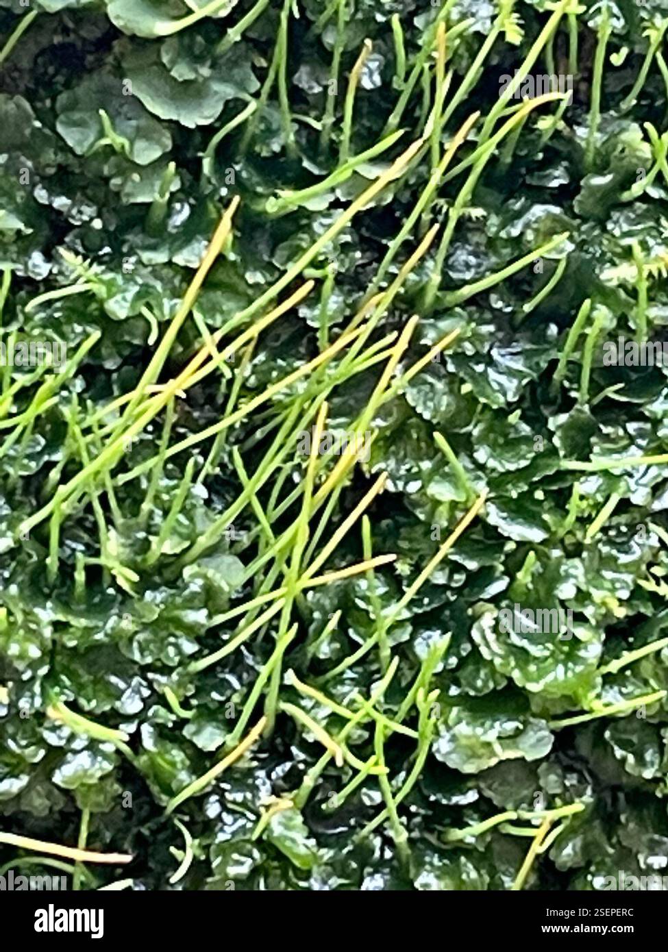 Carolina hornwort (Phaeoceros carolinianus), Plantae, Torreya State ...