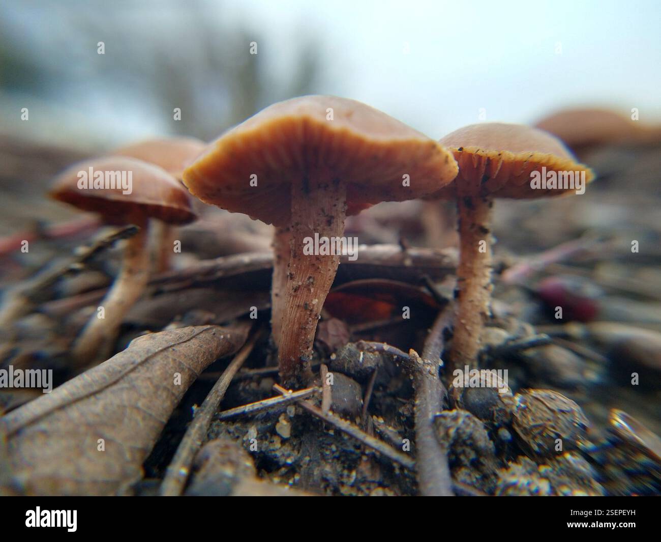 Basidiomycete Fungi (Basidiomycota), Fungi, California State University ...