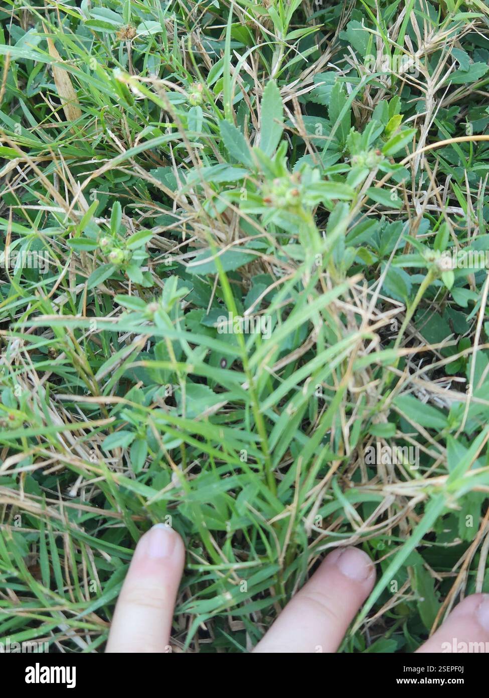 Torpedo grass (Panicum repens), Plantae, Dry Tortugas National Park ...