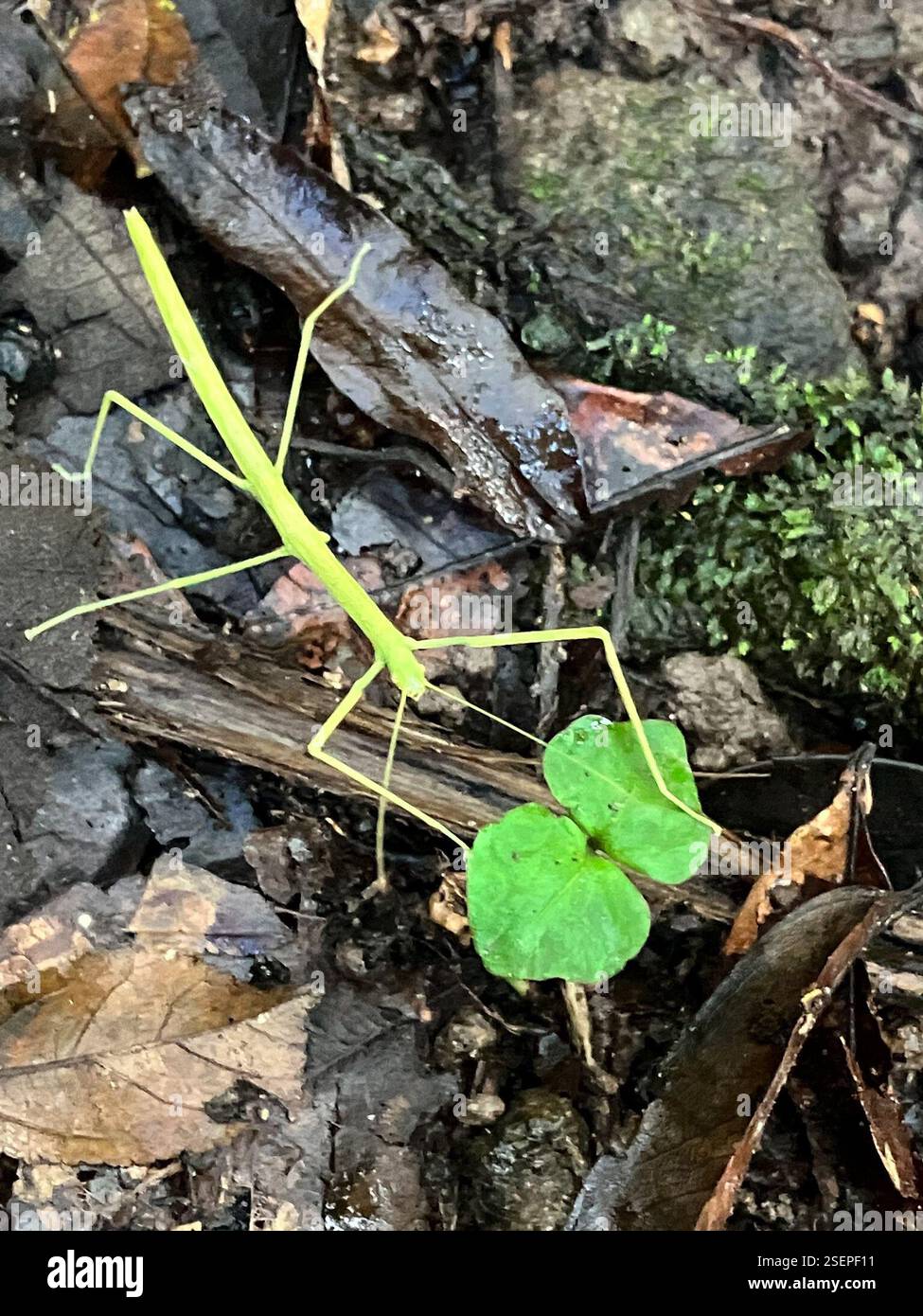 (Clonistria), Insecta, Saint Peter, MS Stock Photo - Alamy