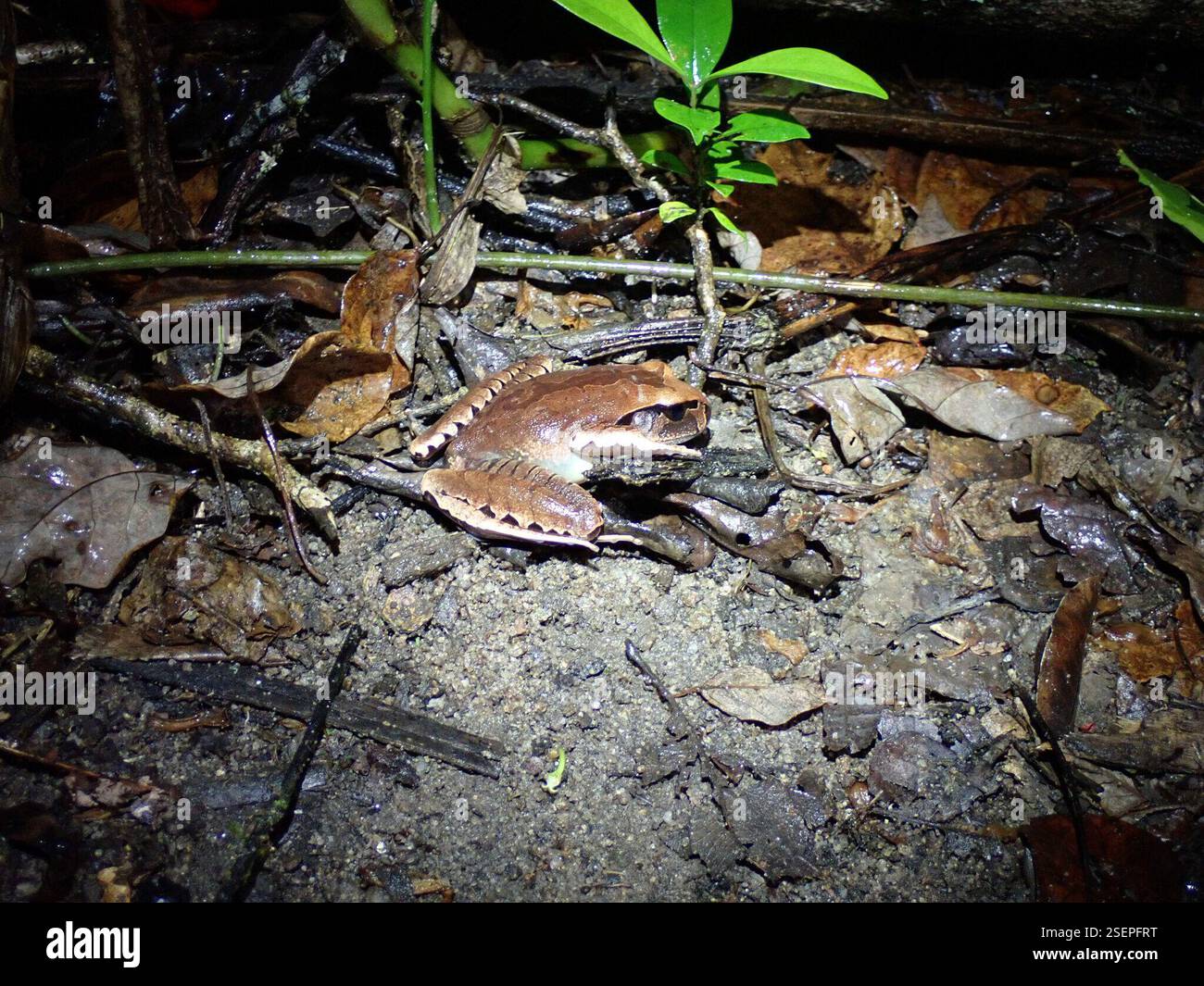 Australasian Barred Frogs (Mixophyes), Amphibia, Mount Carbine QLD 4871 ...