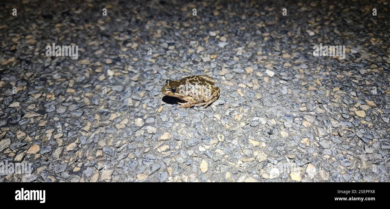 Spotted Marsh Frog (Limnodynastes tasmaniensis), Amphibia, Langhorne ...