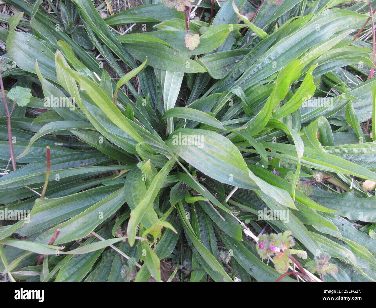 ribwort plantain (Plantago lanceolata), Plantae, Funado, Itabashi City ...