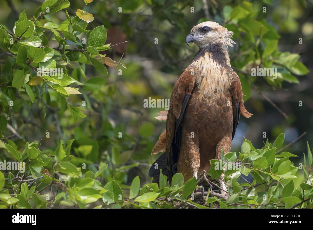 Fish Buzzard (Busarellus nigricollis), Pantanal, inland, wetland ...