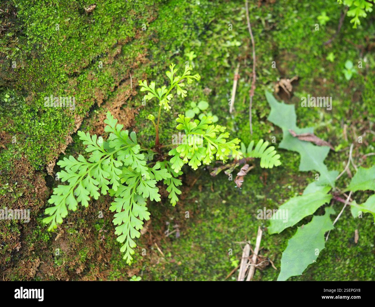 Fairy Fern (Odontosoria chinensis), Plantae, 台灣新北市 Stock Photo - Alamy