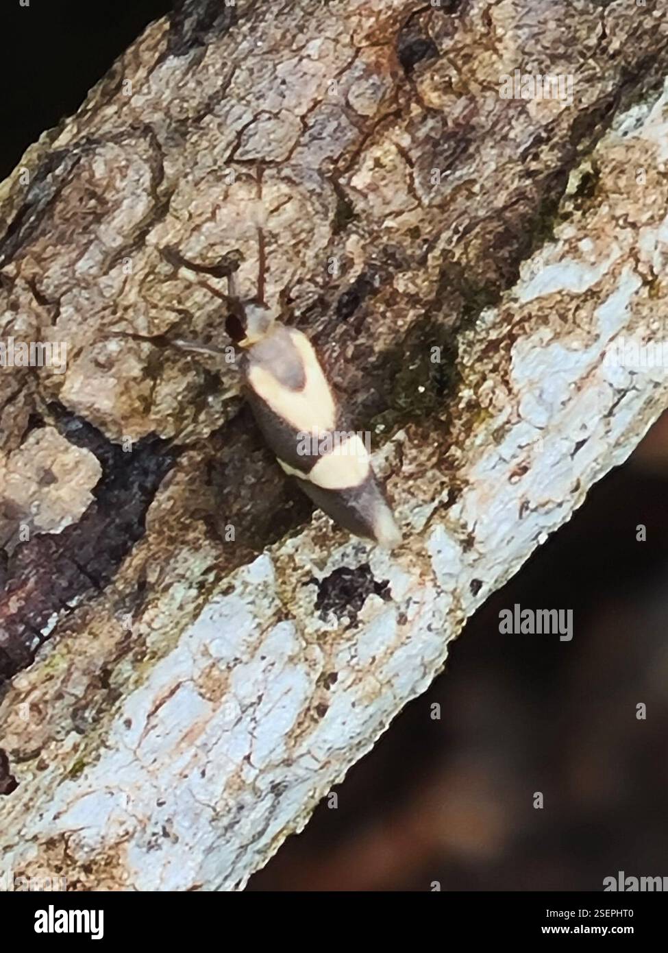 Cisthene hi-res stock photography and images - Alamy