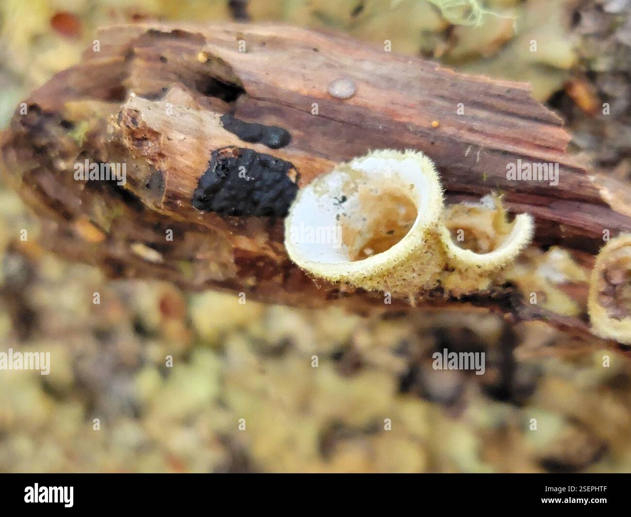 (Nidula), Fungi, Mavora, New Zealand Stock Photo - Alamy