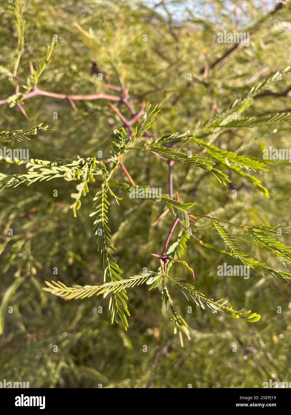 velvet mesquite (Neltuma velutina), Plantae, W Plomosa Pl, Marana, AZ ...