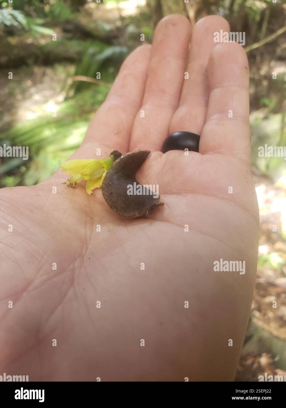 Leatherleaf Slugs (Veronicellidae), Mollusca, Komo Mai Dr + Opp 1840 ...