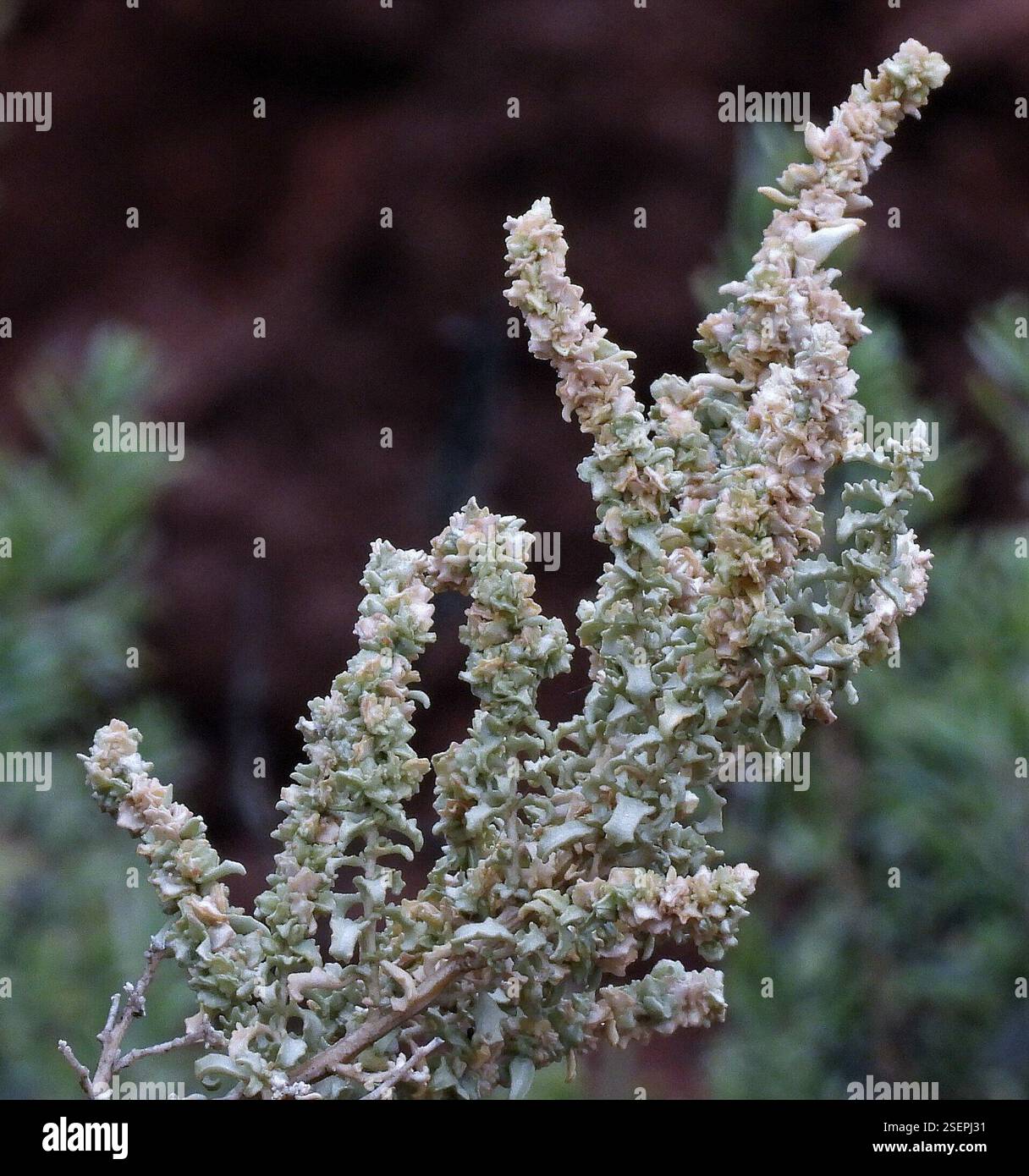 Saltbushes (Atriplex), Plantae, Florentino Ameghino, Chubut, Argentina ...