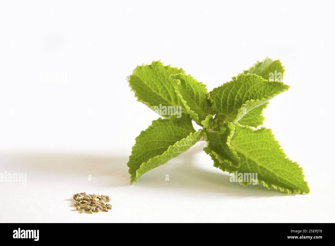 Indian species, Ajwain Ajowan Leaf and seeds Herbaceous plant Carum ...
