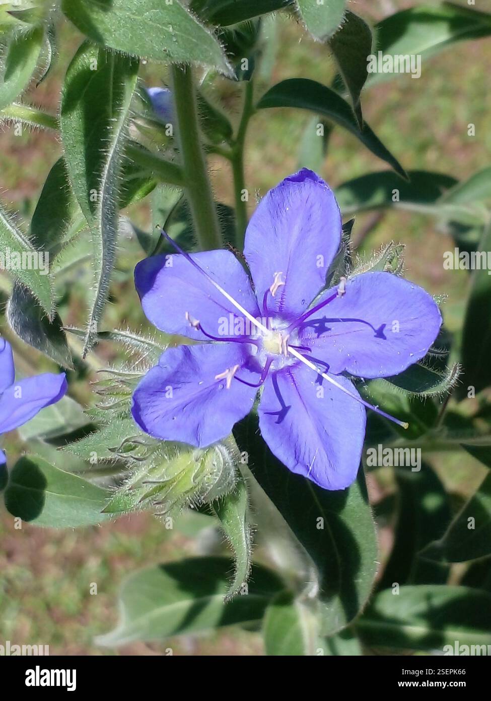 (Hydrolea elatior), Plantae, Paraguay Stock Photo - Alamy