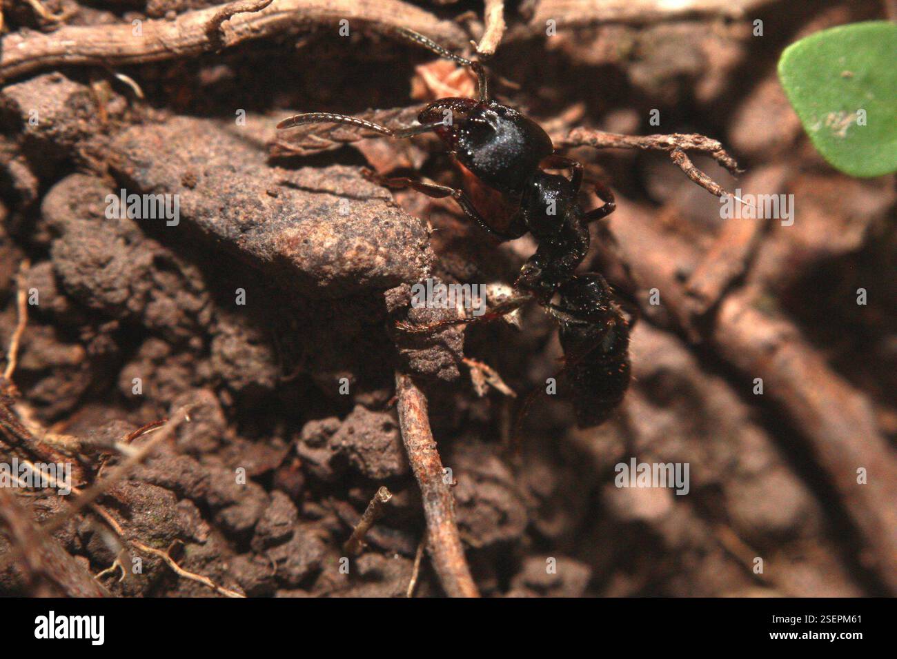Pachycondyla Panther Ants (Pachycondyla), Insecta, Huancabamba District ...