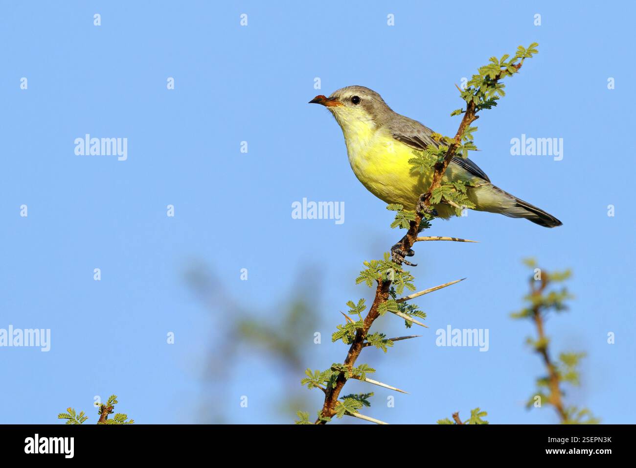 Honeybird, (Anthodiaeta metallica), perching bird, honey sucker, family ...