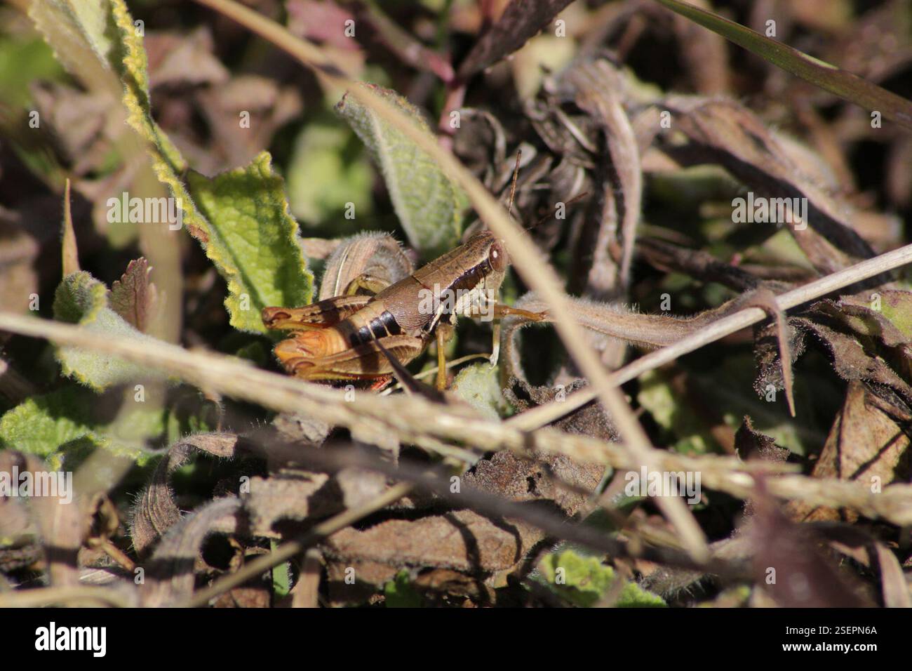 Spur-throated Grasshoppers (Melanoplinae), Insecta, Tecolotlán, Jal ...
