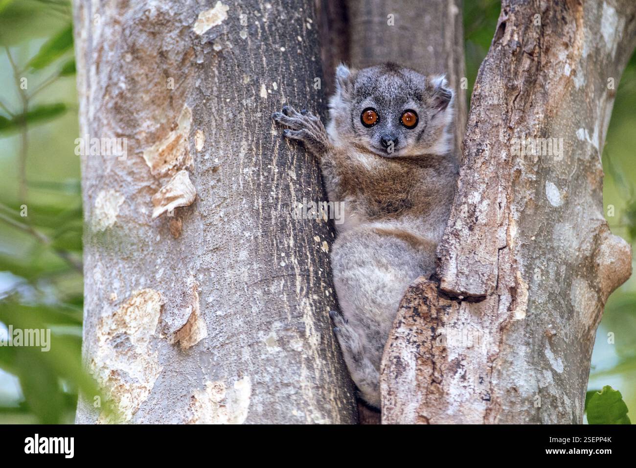 White-footed weasel lemur, (Lepilemur leucopus) Berenty Reserve, Madagascar, Africa, Animals ...