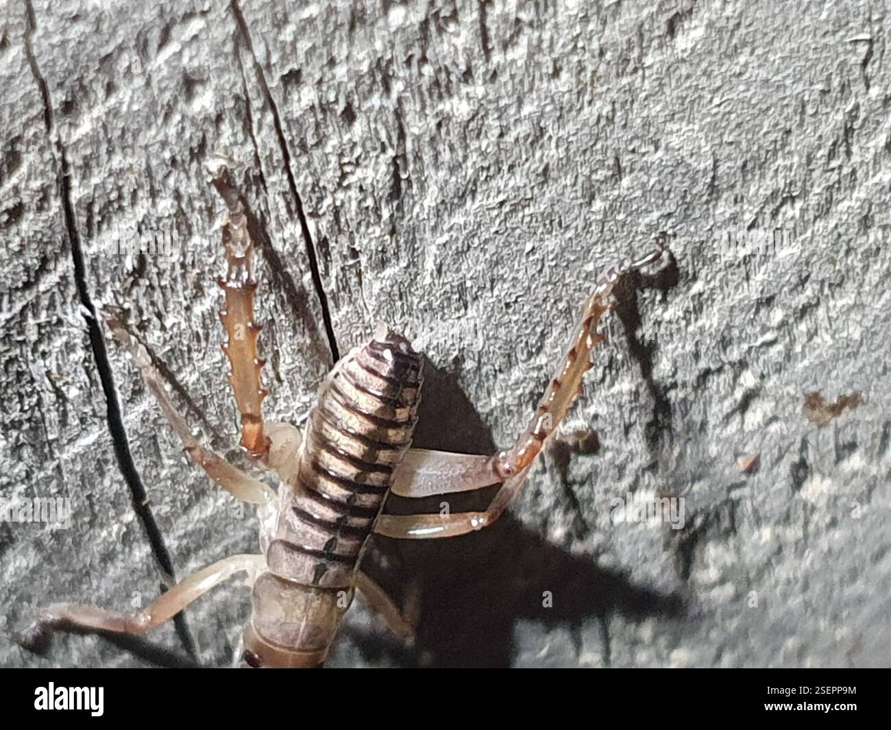 Wellington Tree Wētā (Hemideina crassidens), Insecta, Wellington, NZ-WG ...