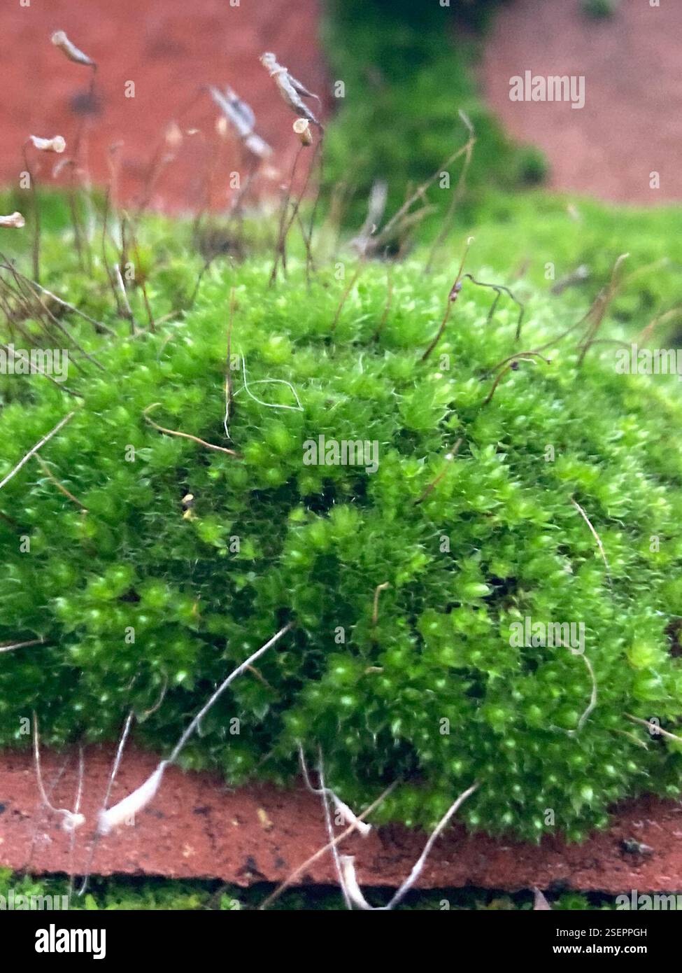 Capillary Thread-moss (Ptychostomum capillare), Plantae, Church Path ...
