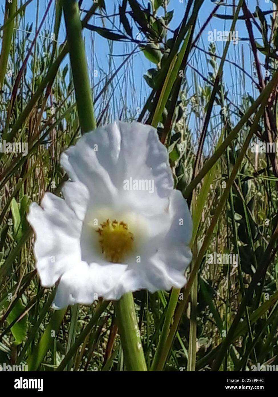 monocots (Liliopsida), Plantae, Paraguay Stock Photo - Alamy