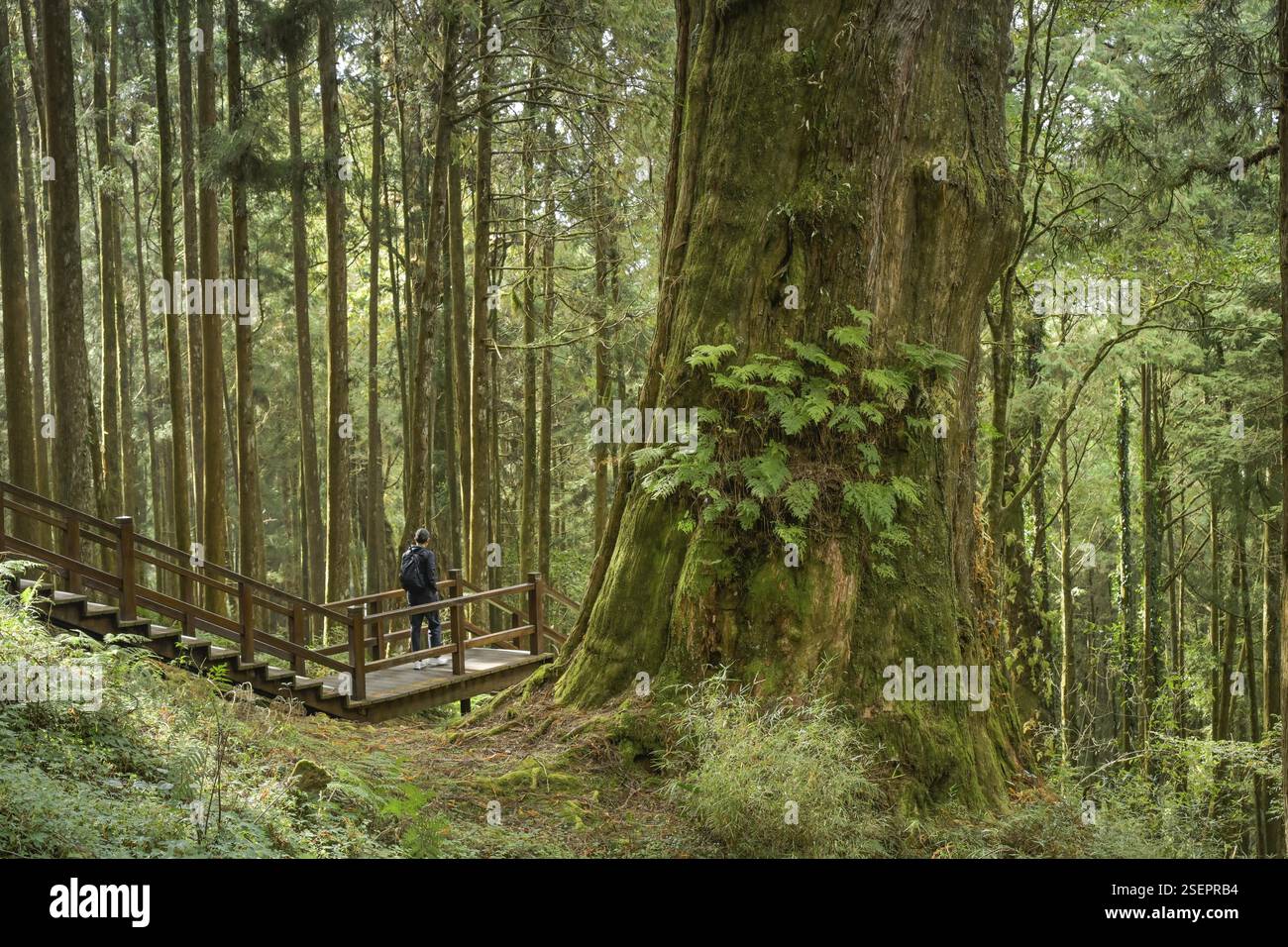 Tree No. 28, Taiwan red cypress, Alishan National Forest Recreation Area, Alishan Township ...