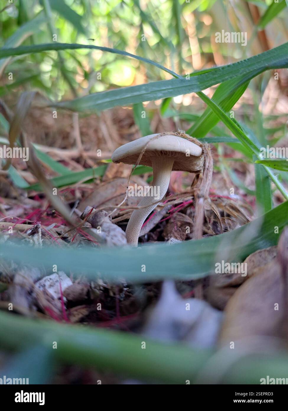 Mulch Fieldcap (Agrocybe putaminum), Fungi, Ōakura, New Zealand Stock ...