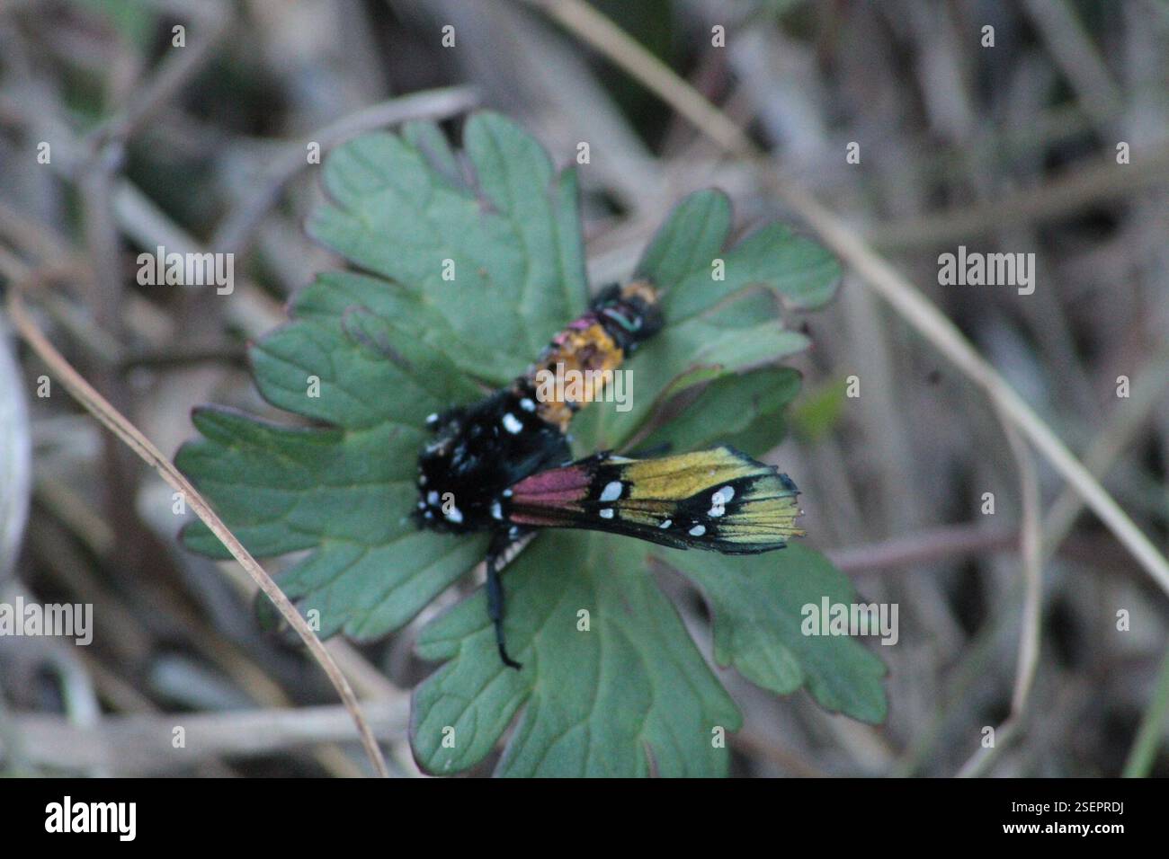 Princely Tiger Moth (Chrysocale principalis), Insecta, Tecolotlán, Jal ...