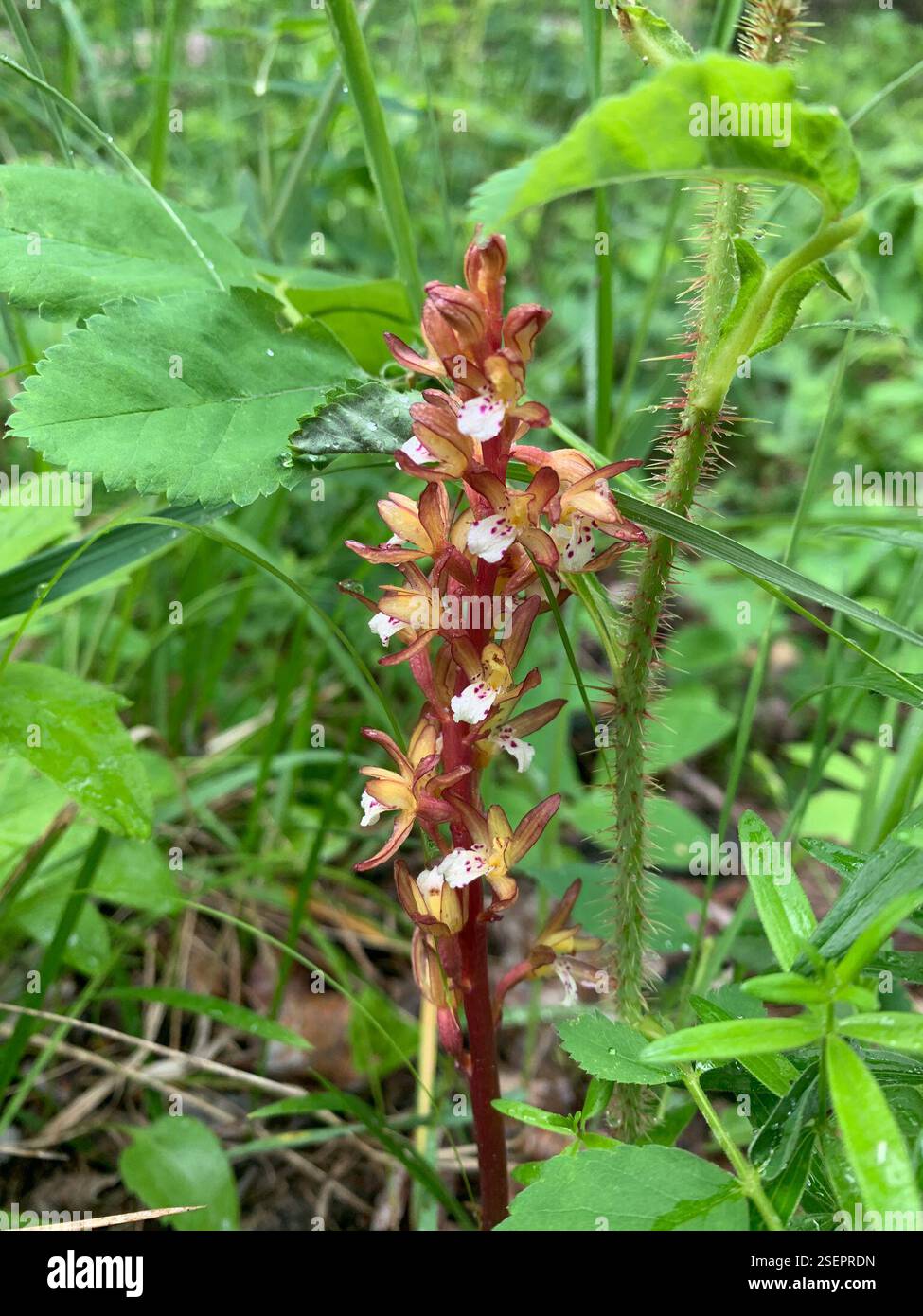 Western spotted coralroot (Corallorhiza maculata occidentalis), Plantae ...