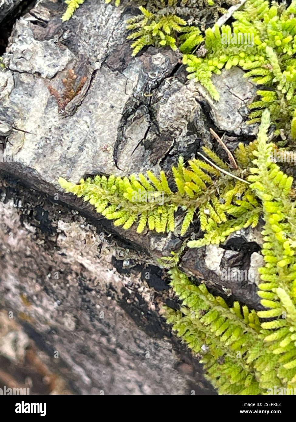 Common Thelia (Thelia hirtella), Plantae, Torreya State Park, Bristol ...