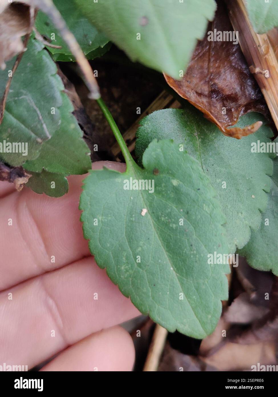 Common Blue Wood Aster (Symphyotrichum cordifolium), Plantae, College ...
